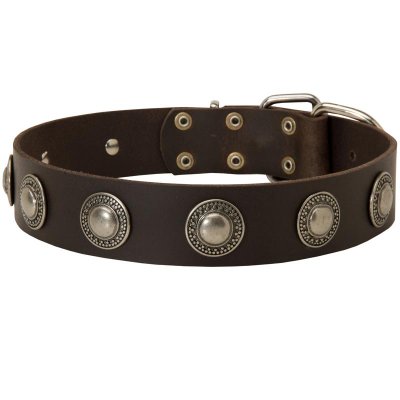 Leather Samoyed Collar Decorated with Silver Conchos [C73##1115 Leather ...