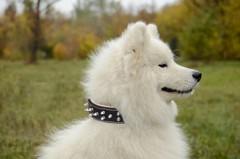 Spiked Samoyed Collar Padded with Nappa Leather [C444#1115 New model ...