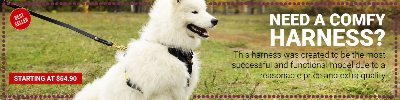 Samoyed Harnesses : Samoyed / Bjelkier: Dog Harness, Muzzle, Collar ...